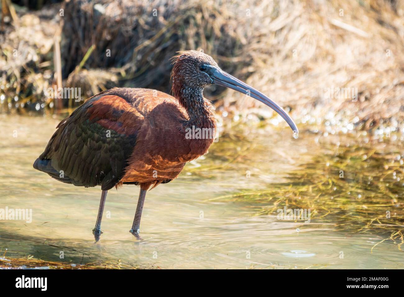 The glossy ibis, latin name Plegadis falcinellus, searching for food in ...