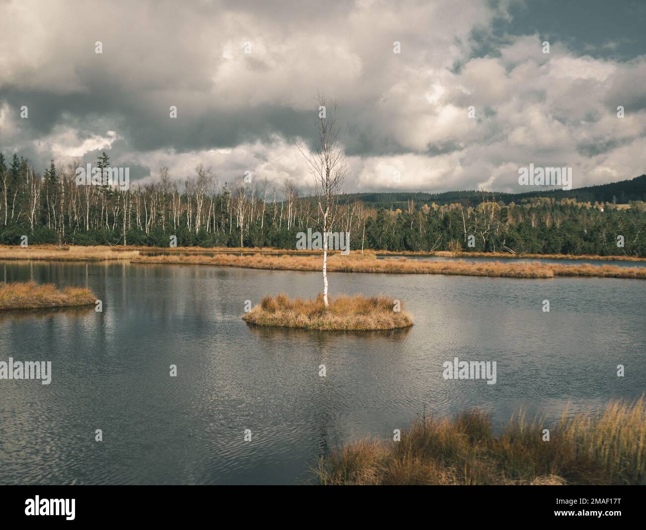 Little birch tree growing out of an island in a moorland Stock Photo ...