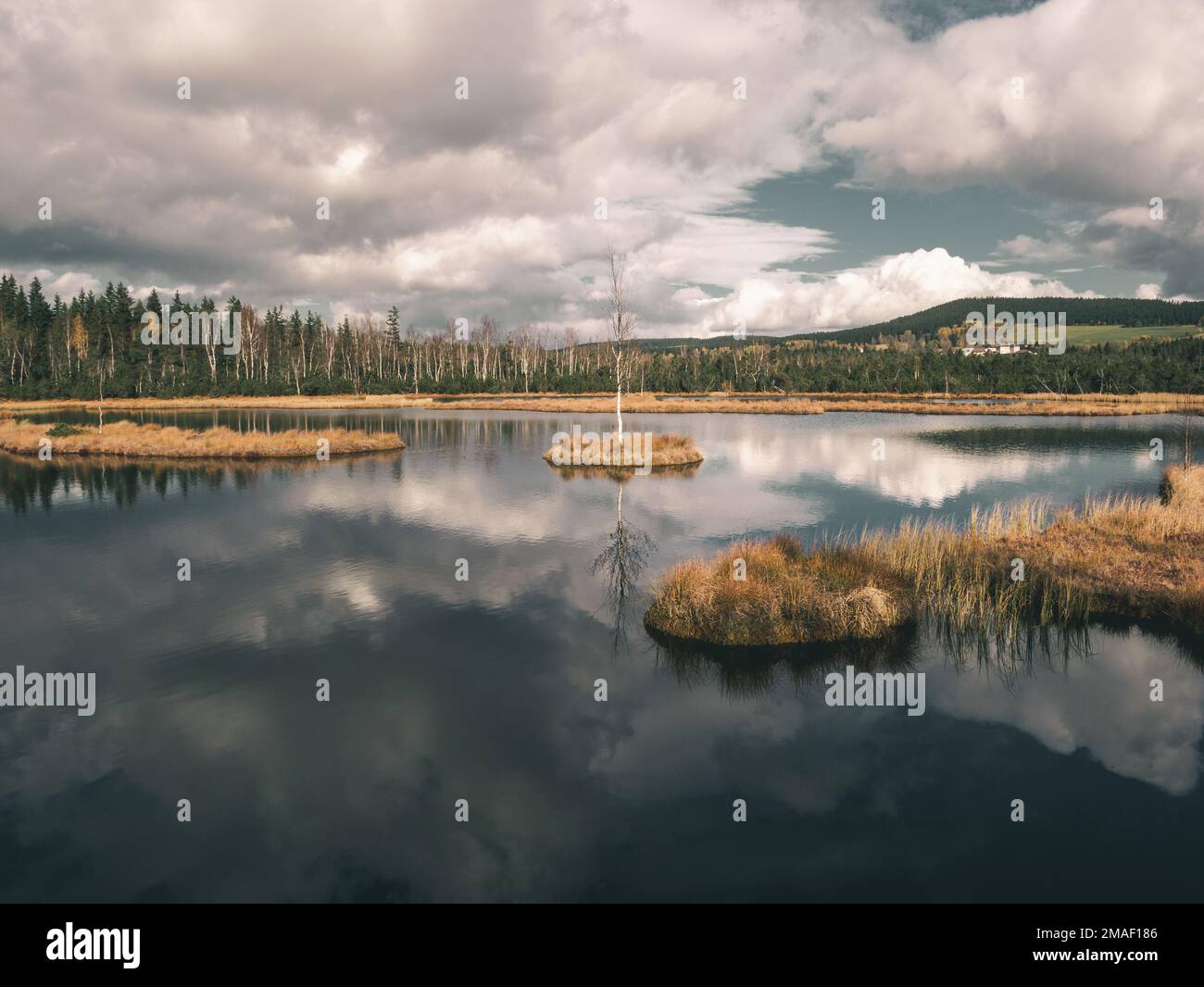 Little birch tree growing out of an island in a moorland Stock Photo ...
