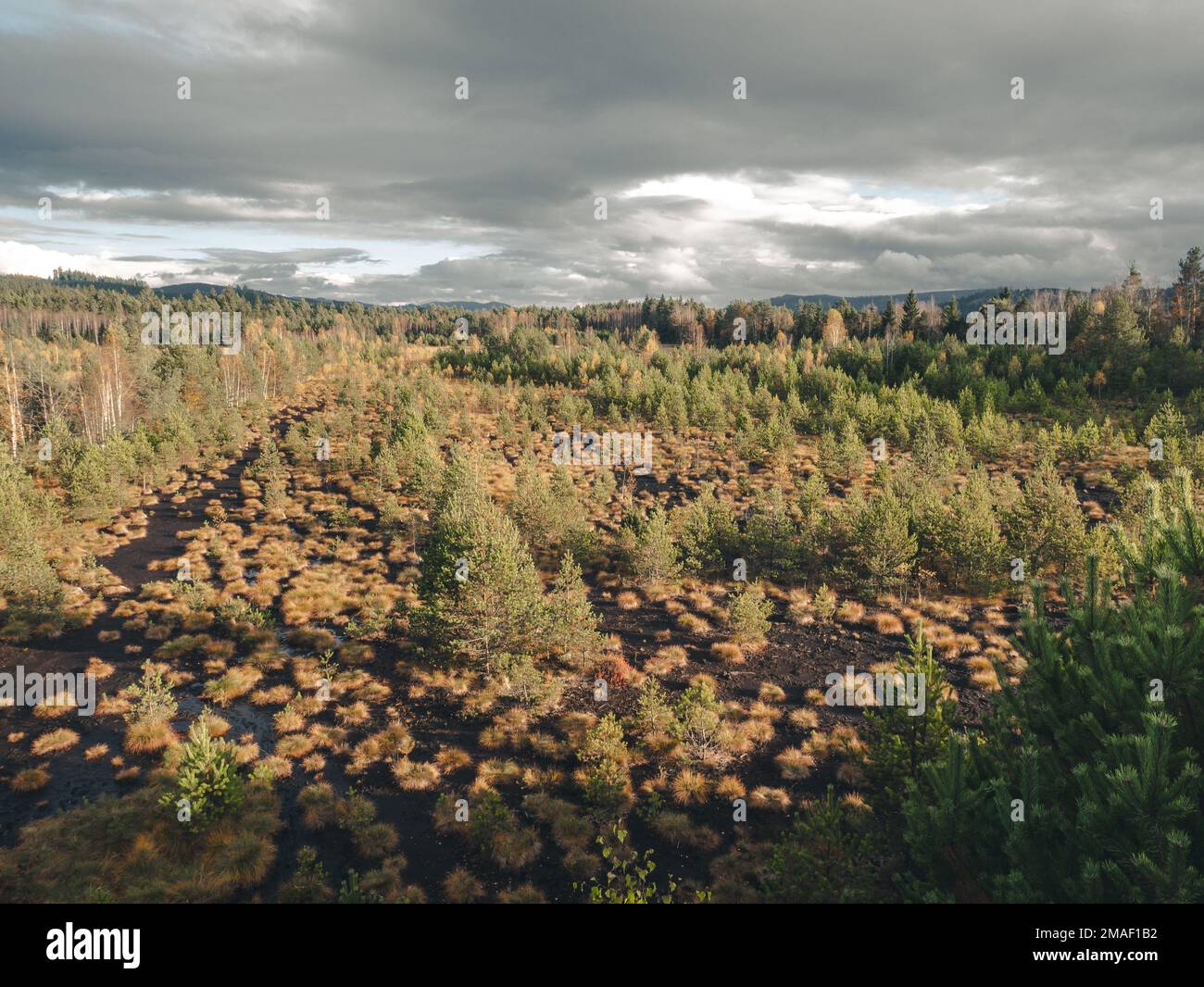 View of a pine forest landscape in Šumava National Park, Czech Republic ...