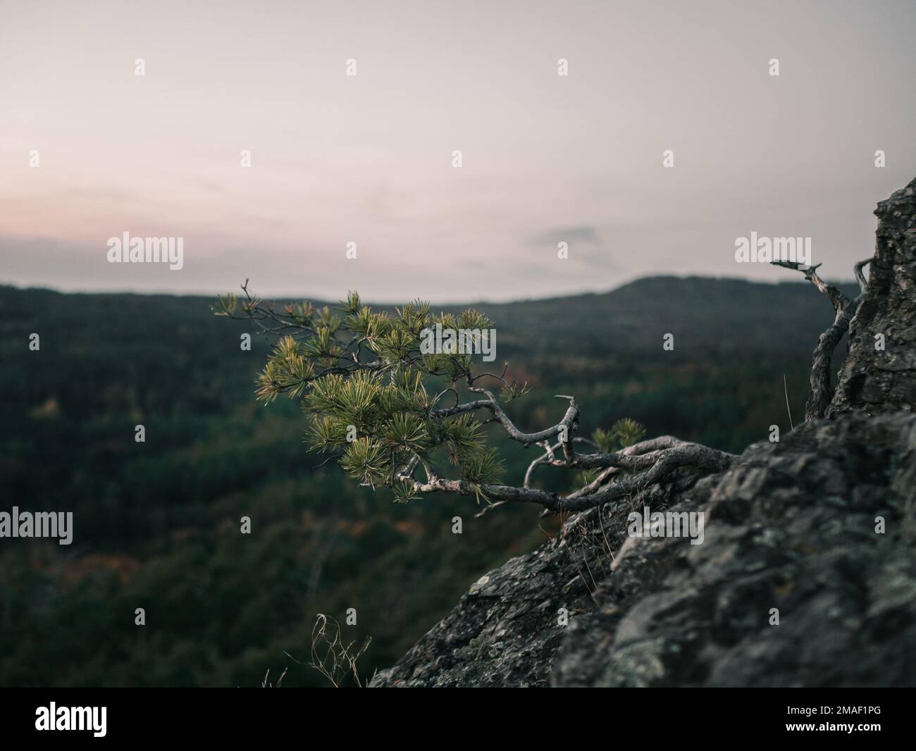Tree branch growing out of a rock in forest landscape Stock Photo - Alamy