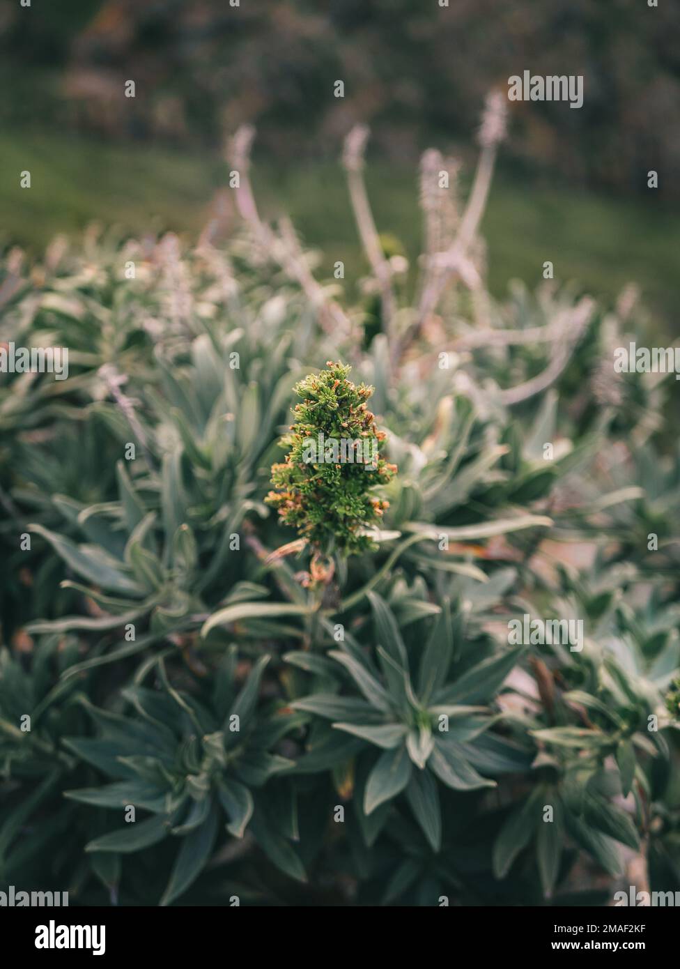 Detail view of green plant Stock Photo - Alamy