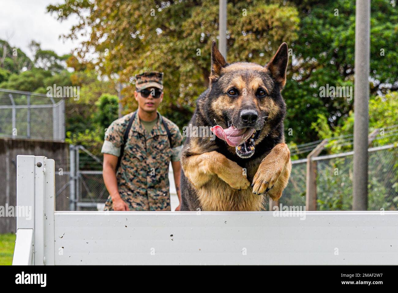 U.S. Marine Corps Cpl. Ivan Perez, a military working dog handler ...