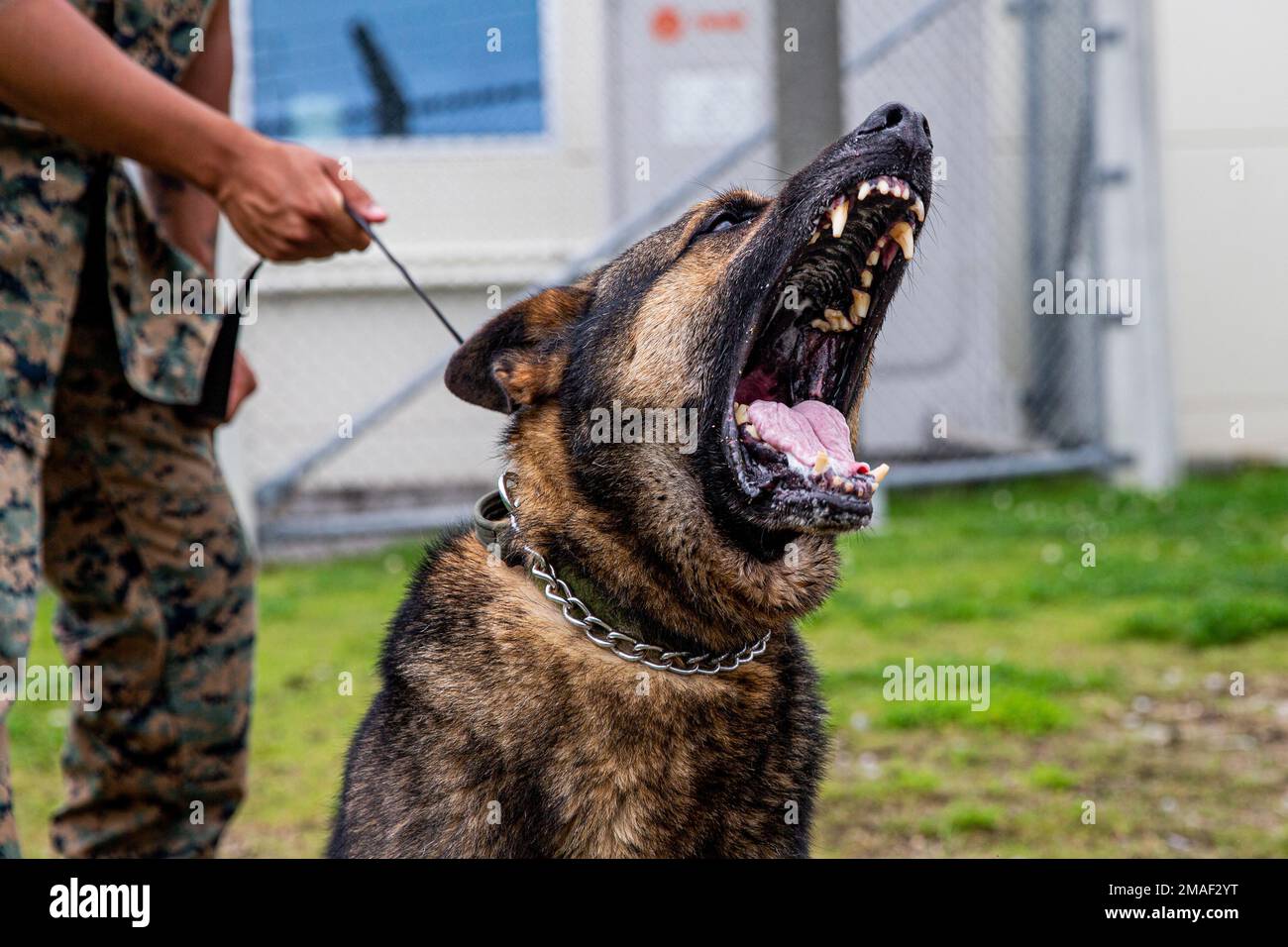 Jack, a military working dog, barks under the leash of U.S. Marine ...