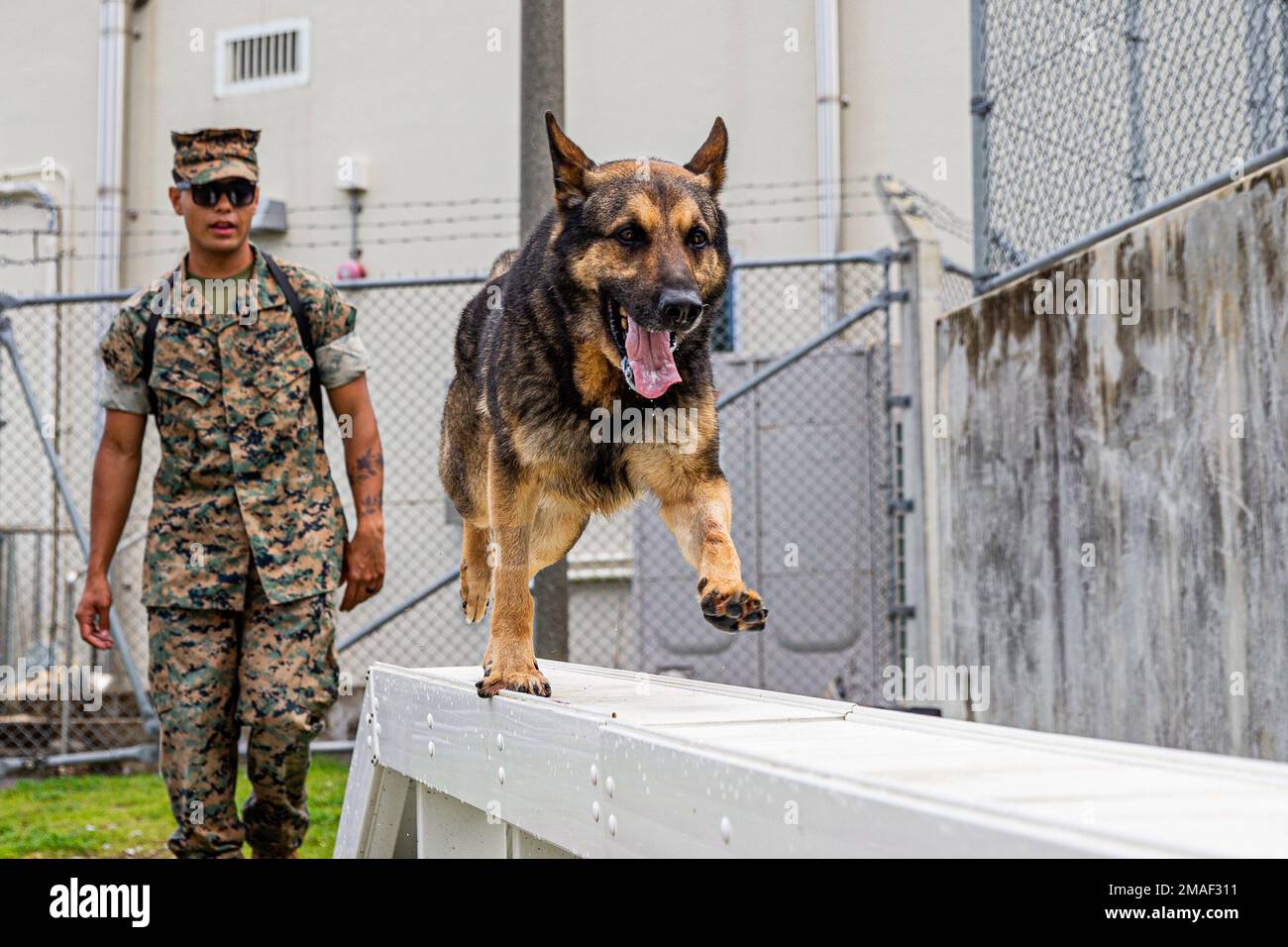 U.S. Marine Corps Cpl. Ivan Perez, a military working dog handler ...