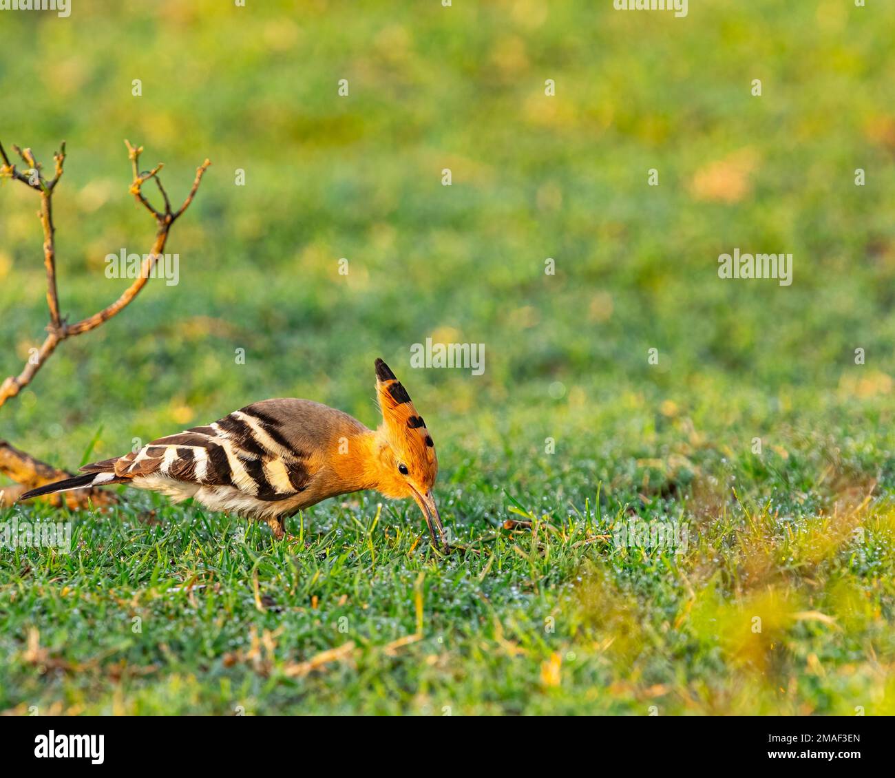 Wing digging hi-res stock photography and images - Alamy