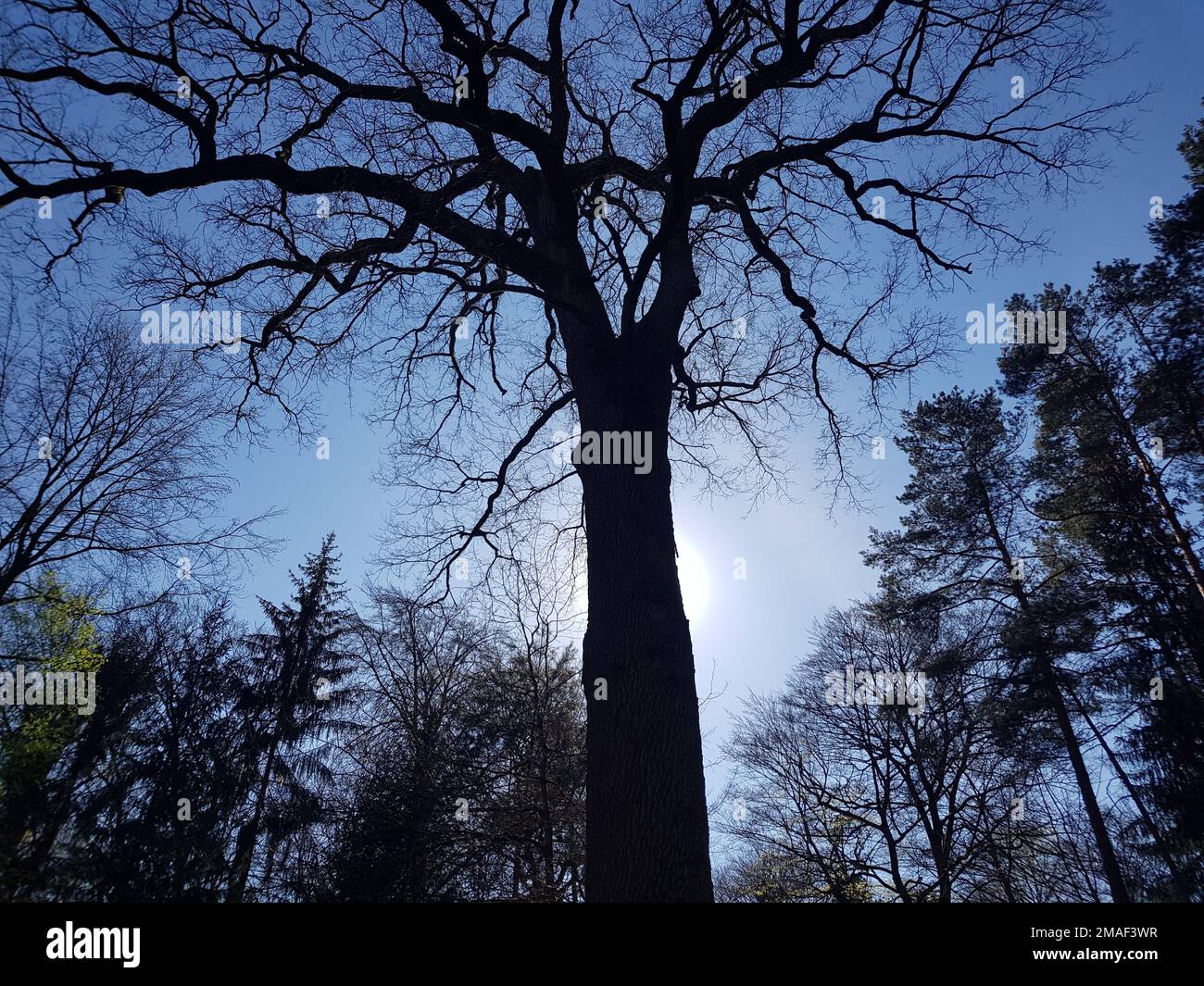 A low angle silhouette of Bismarck Oak tree against blue sky in the Bee ...