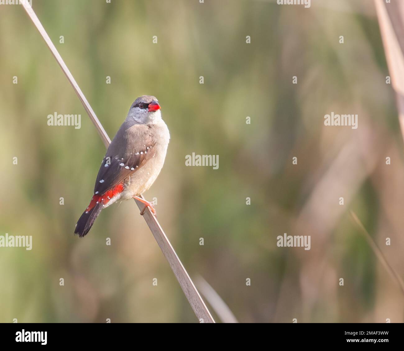 A Red Avadavat on dry grass Stock Photo - Alamy