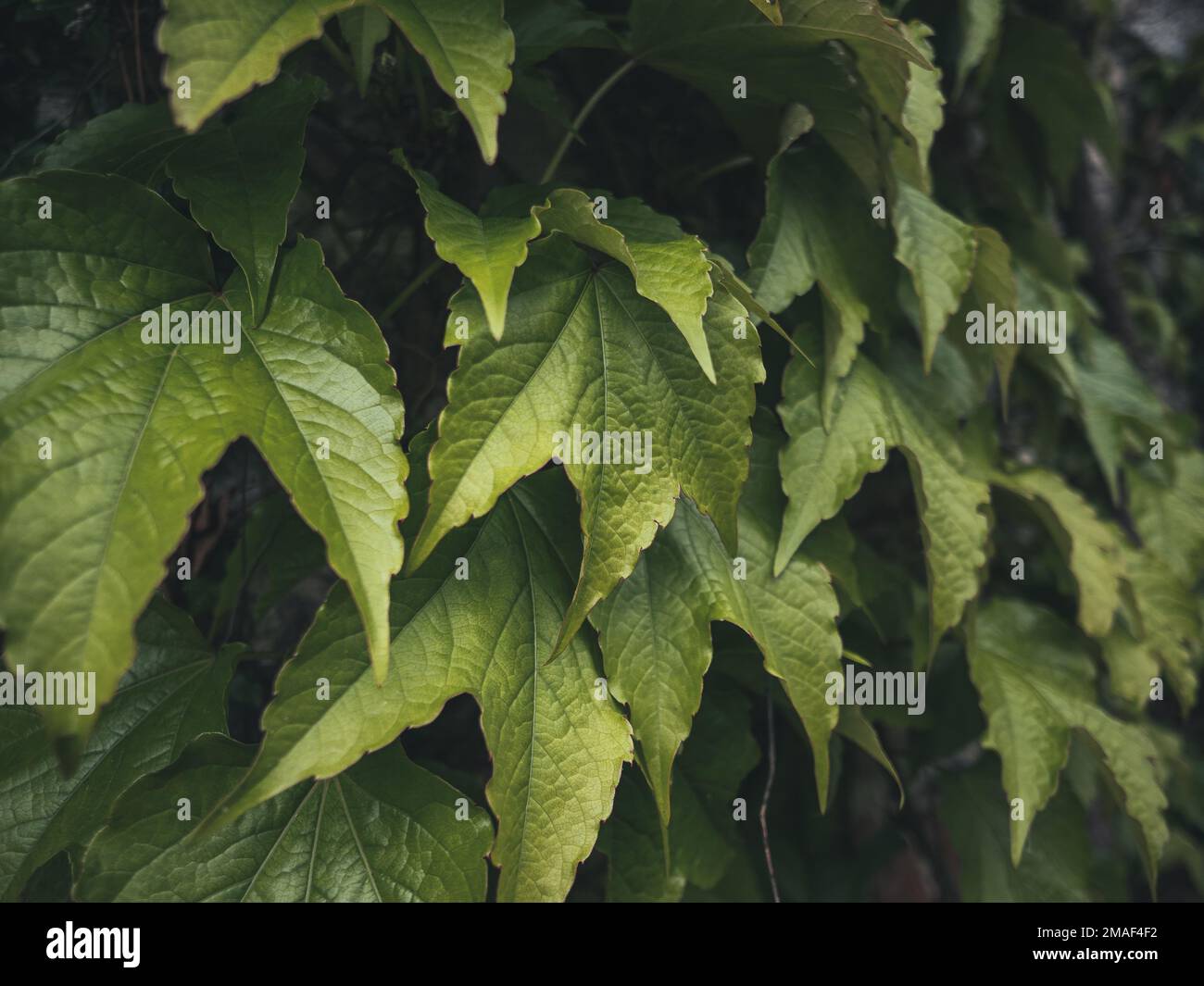 Green moody dark leaves Stock Photo - Alamy