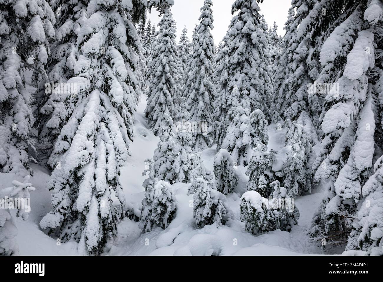 Hillside covered with trees hi-res stock photography and images - Alamy