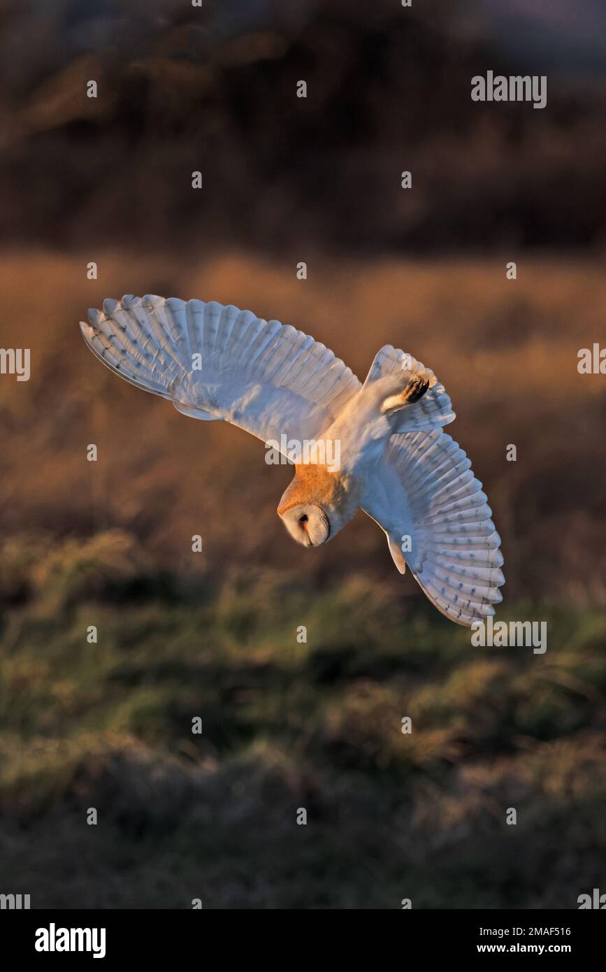 Barn Owl (Tyto alba) diving for prey Norfolk UK GB January 2023 Stock ...