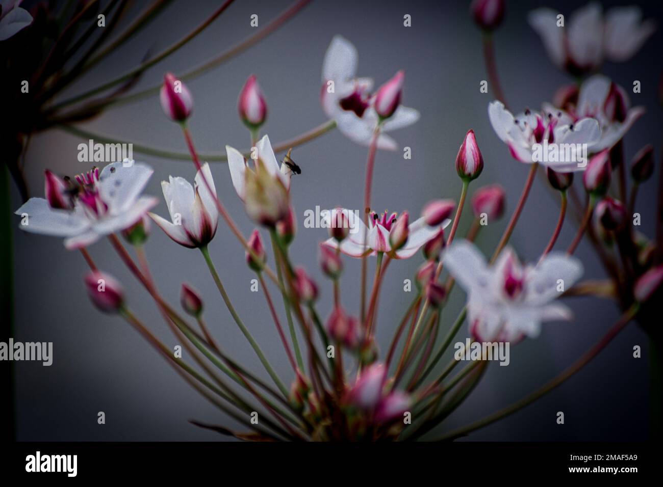 Pink flowering rush hi-res stock photography and images - Alamy