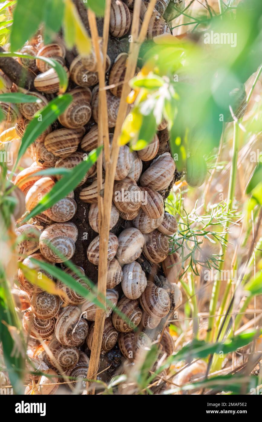 So many snails sitting on the bush Stock Photo - Alamy
