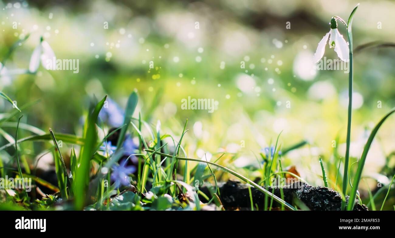 spring flowering white in sunshine, Common Snowdrop flowers with Water ...