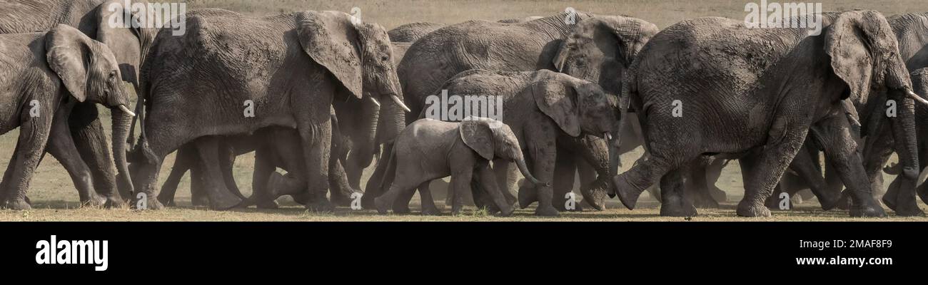 An elephant parade marching in the dry, dusty african savannah in ...