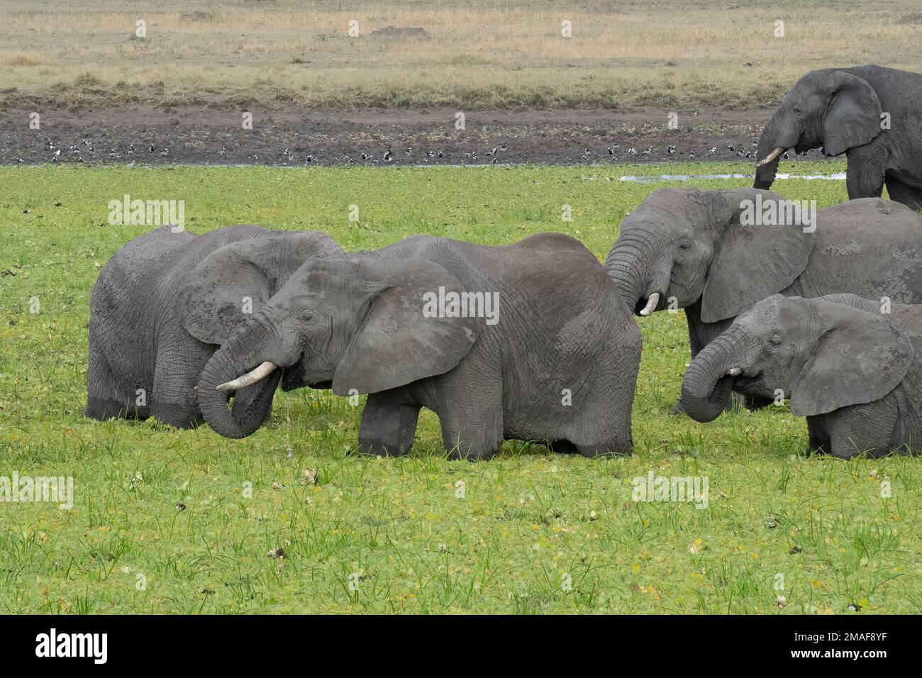 A herd of elephants enjoying fresh water in the dusty african savanna ...