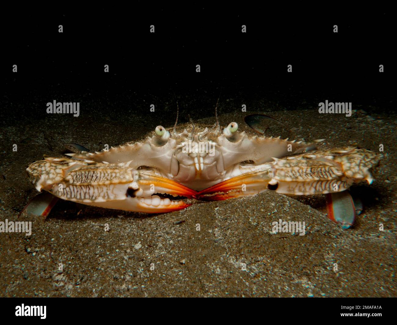 Goose claws hi-res stock photography and images - Alamy