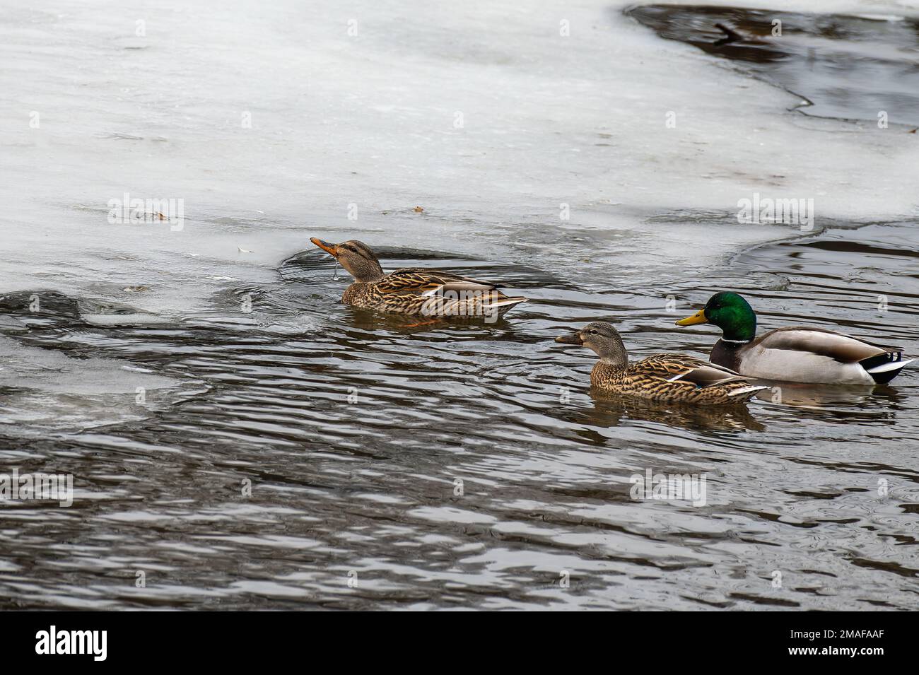 Multiple wild Mallard Ducks Anas platyrhynchos swimming in a frozen ...