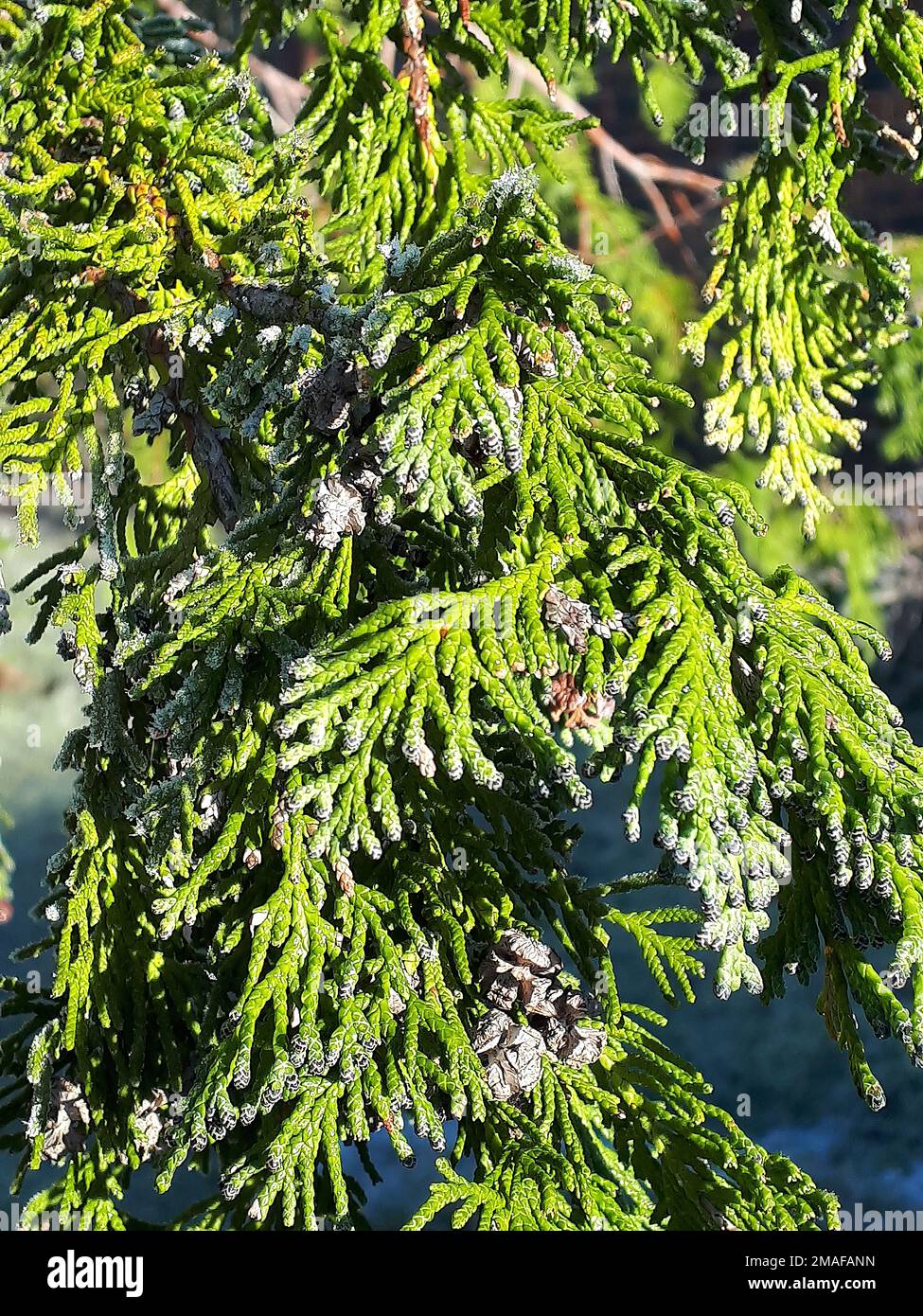 The Leylandii (cupressos leylandi) conniferi in my garden is an ideal ...