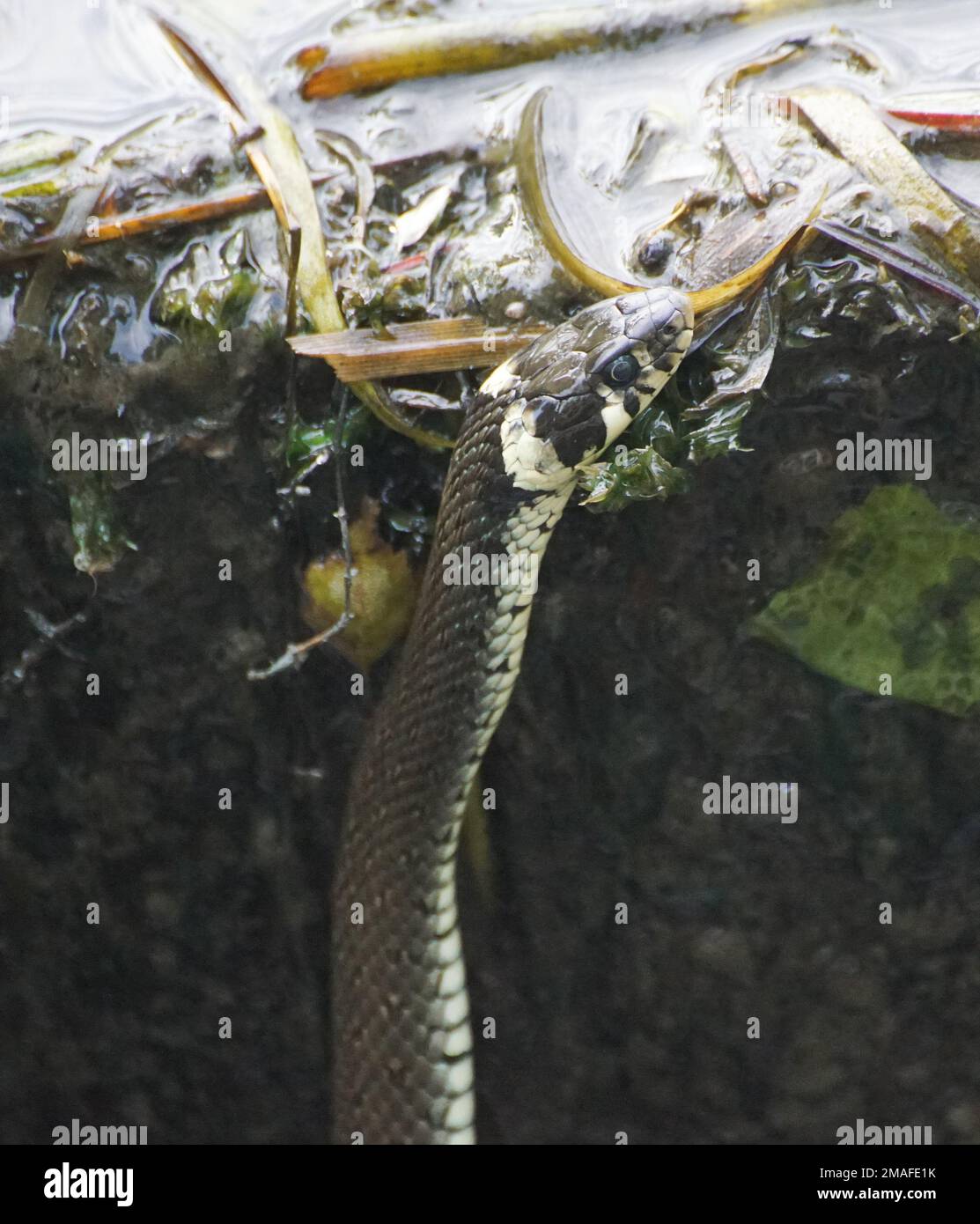Wet snake hi-res stock photography and images - Alamy