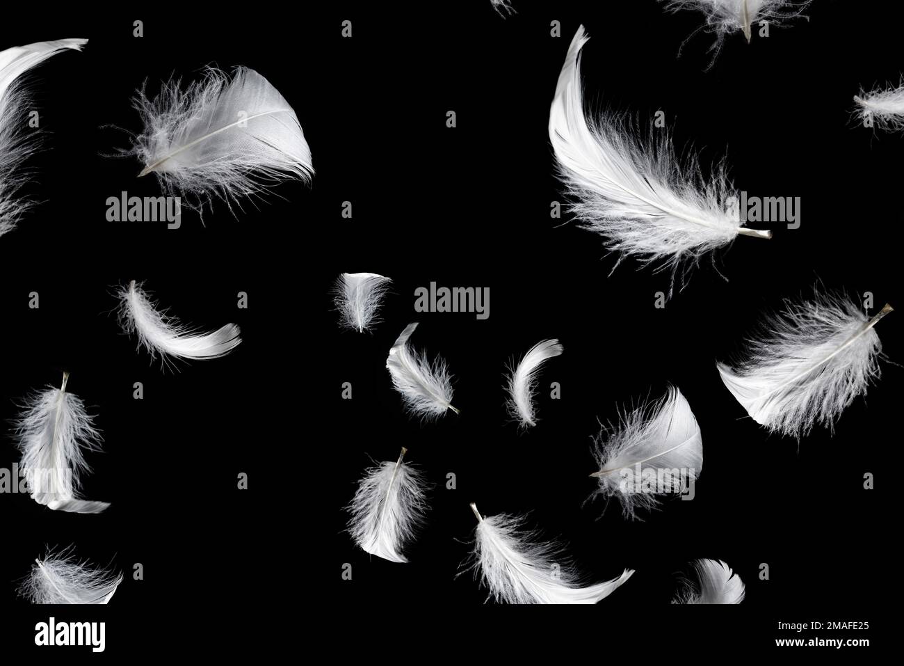 White floating feather isolated on a black background Stock Photo - Alamy