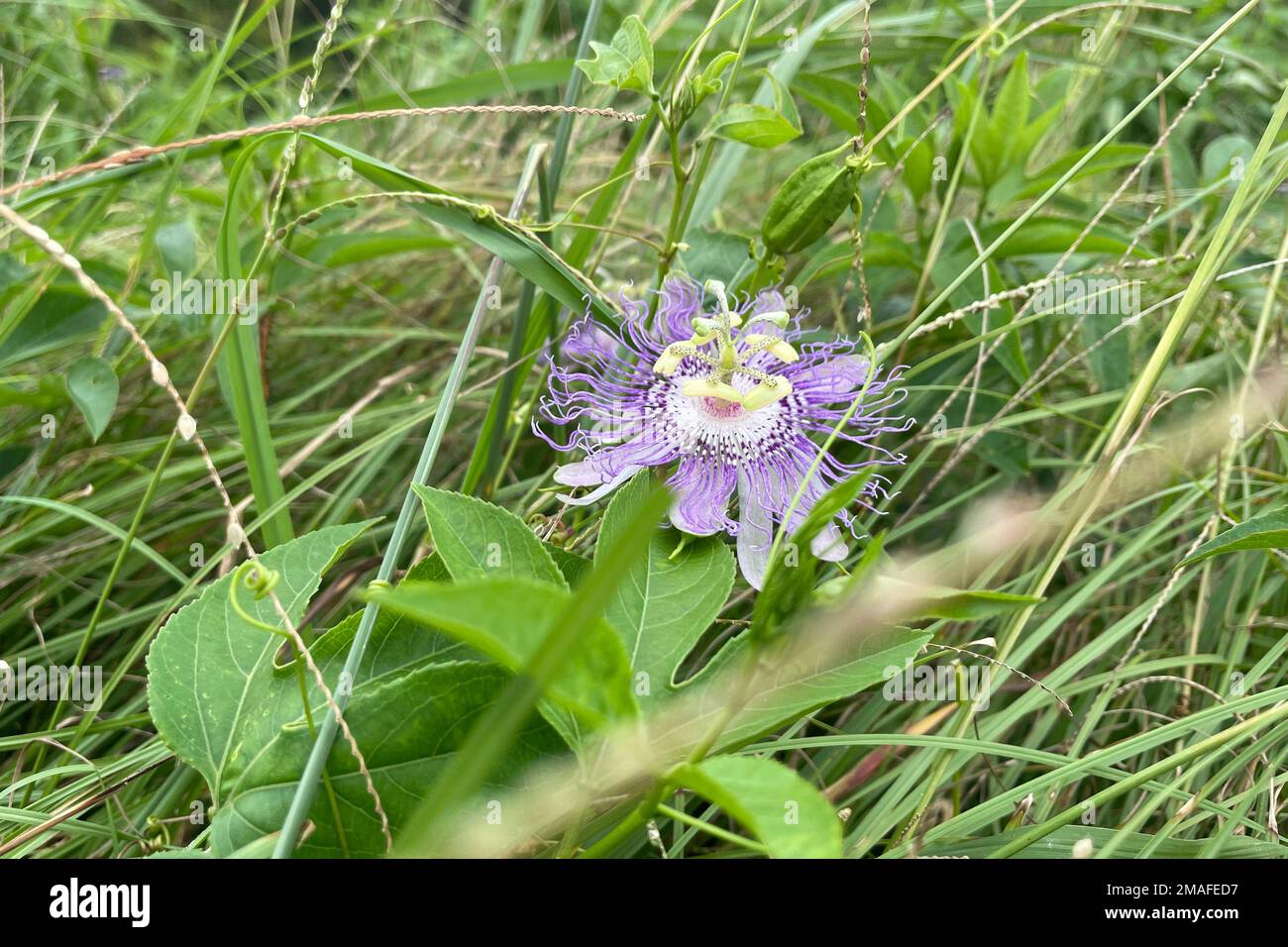 A passion flower grows atop the Great Temple Mound in Ocmulgee Mounds ...