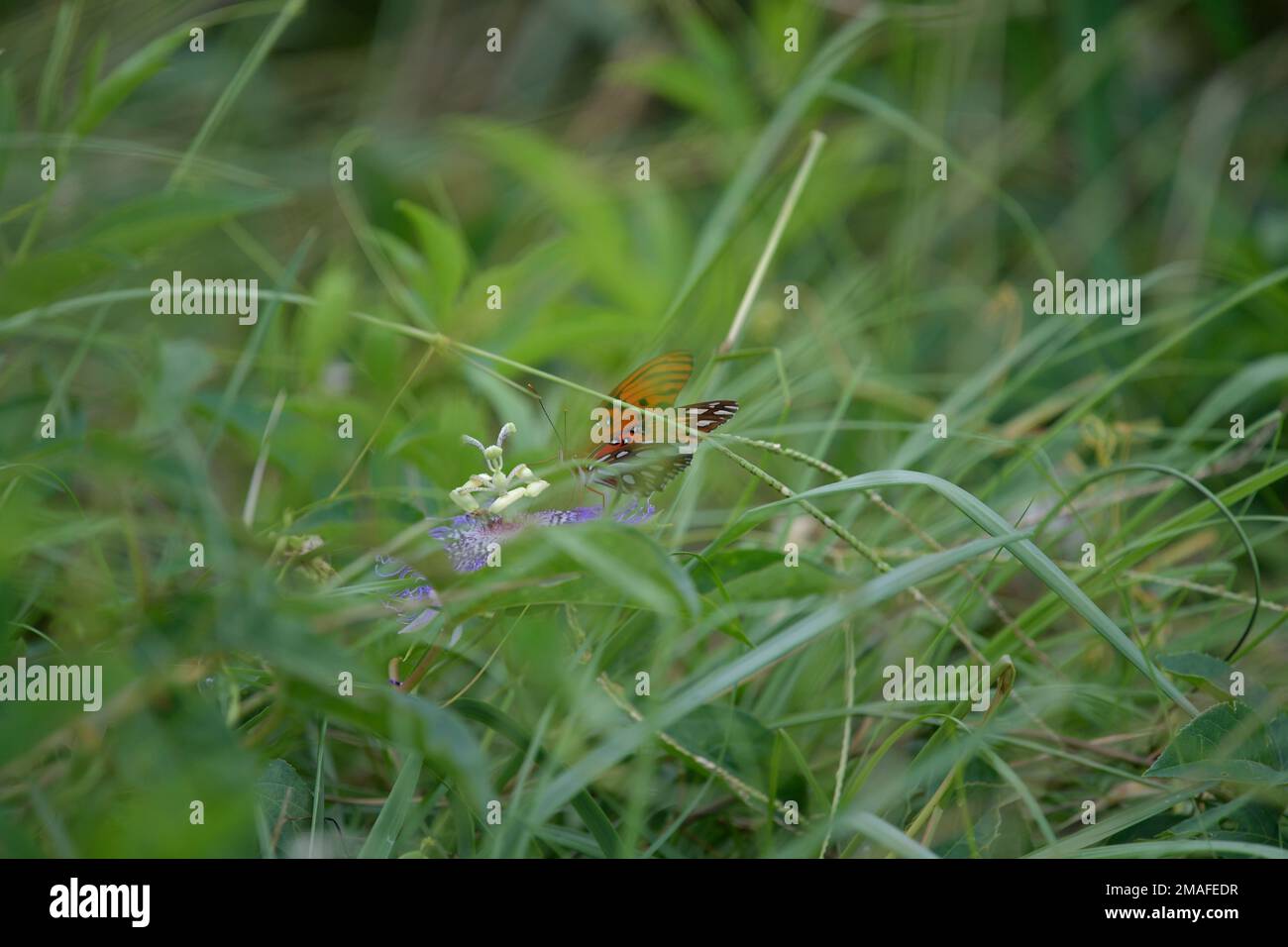 Butterflies flourish amid the flowers atop the Great Temple Mound in ...