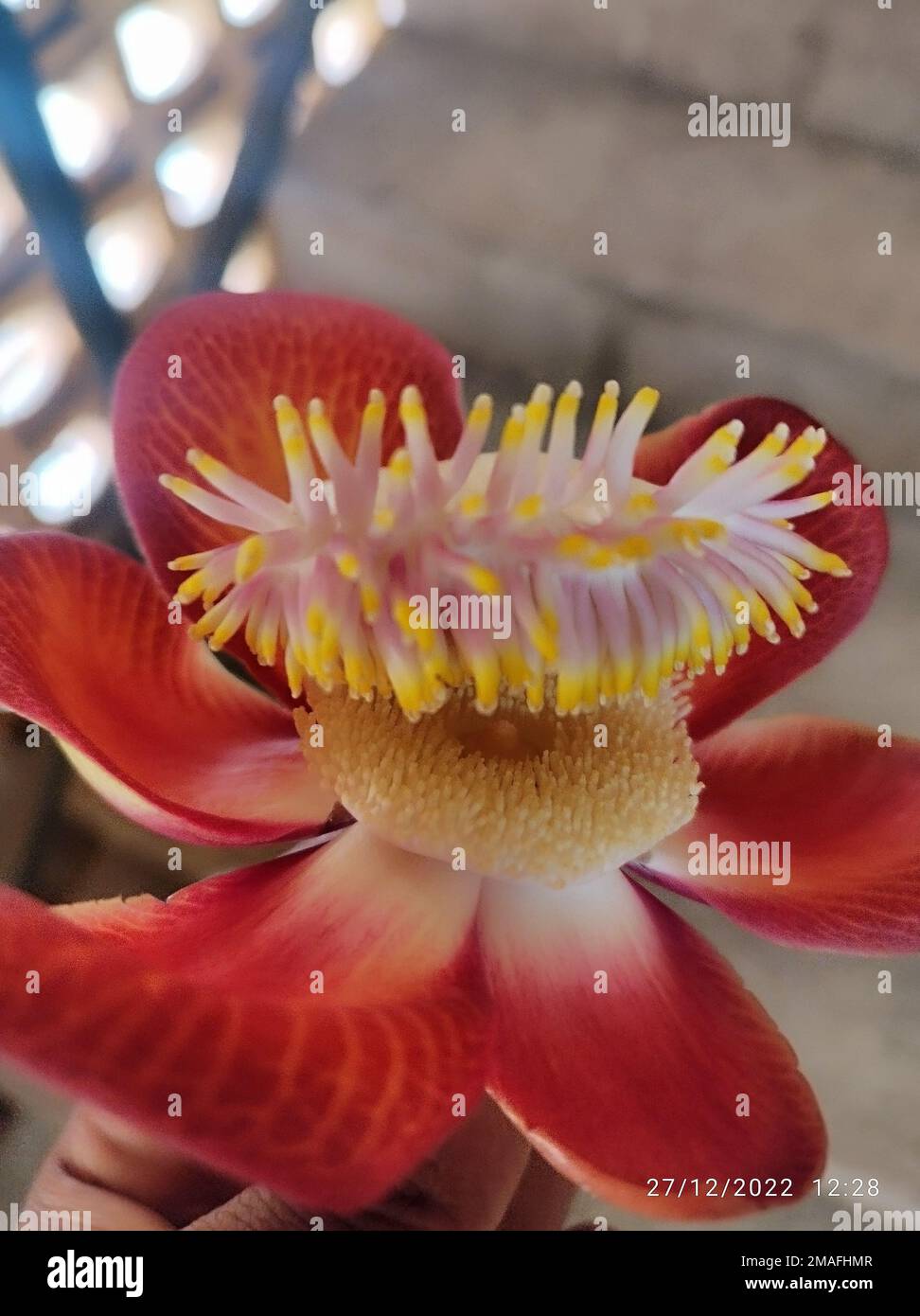 A closeup shot of the exotic nagalingam flower (Coutoupita guianensis ...