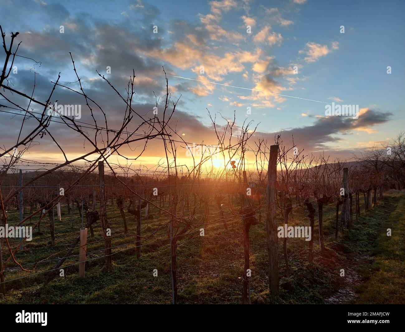The golden sunset shining brightly over the grapevines at the field ...