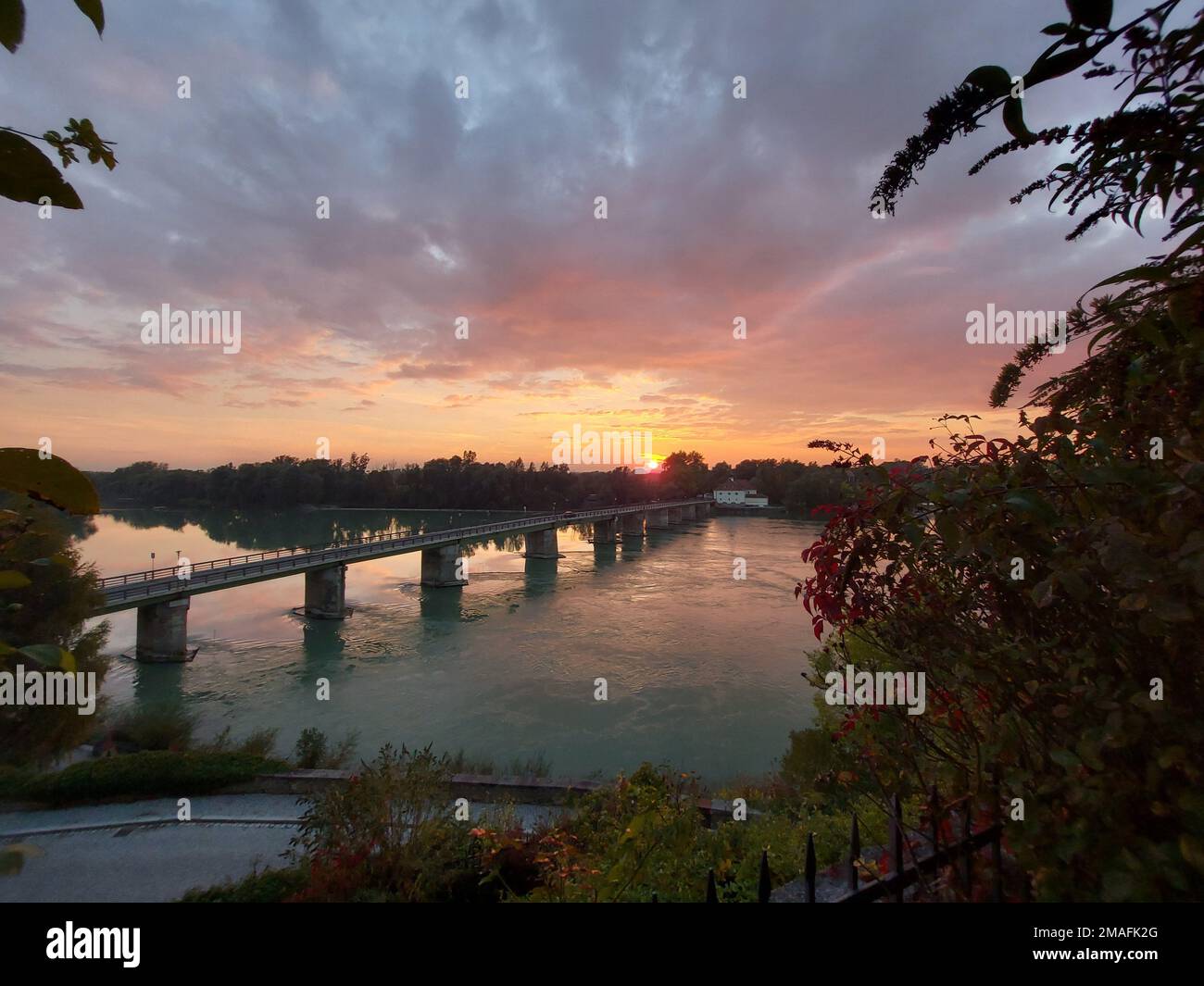 The golden sunset shining bright in the pink sky over the bridge, trees ...