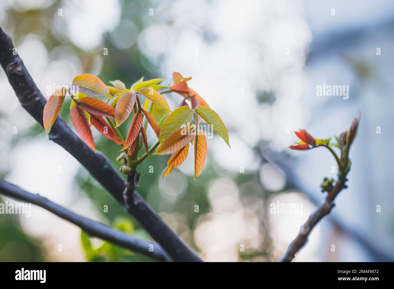 Walnut blooms. Walnuts young leaves and inflorescence on a city ...