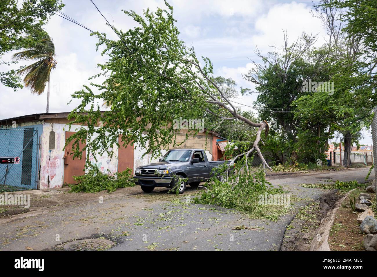 A fallen tree hangs on electrical wires over a street, blown down by ...