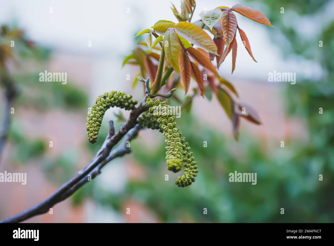 Walnut blooms. Walnuts young leaves and inflorescence on a city ...