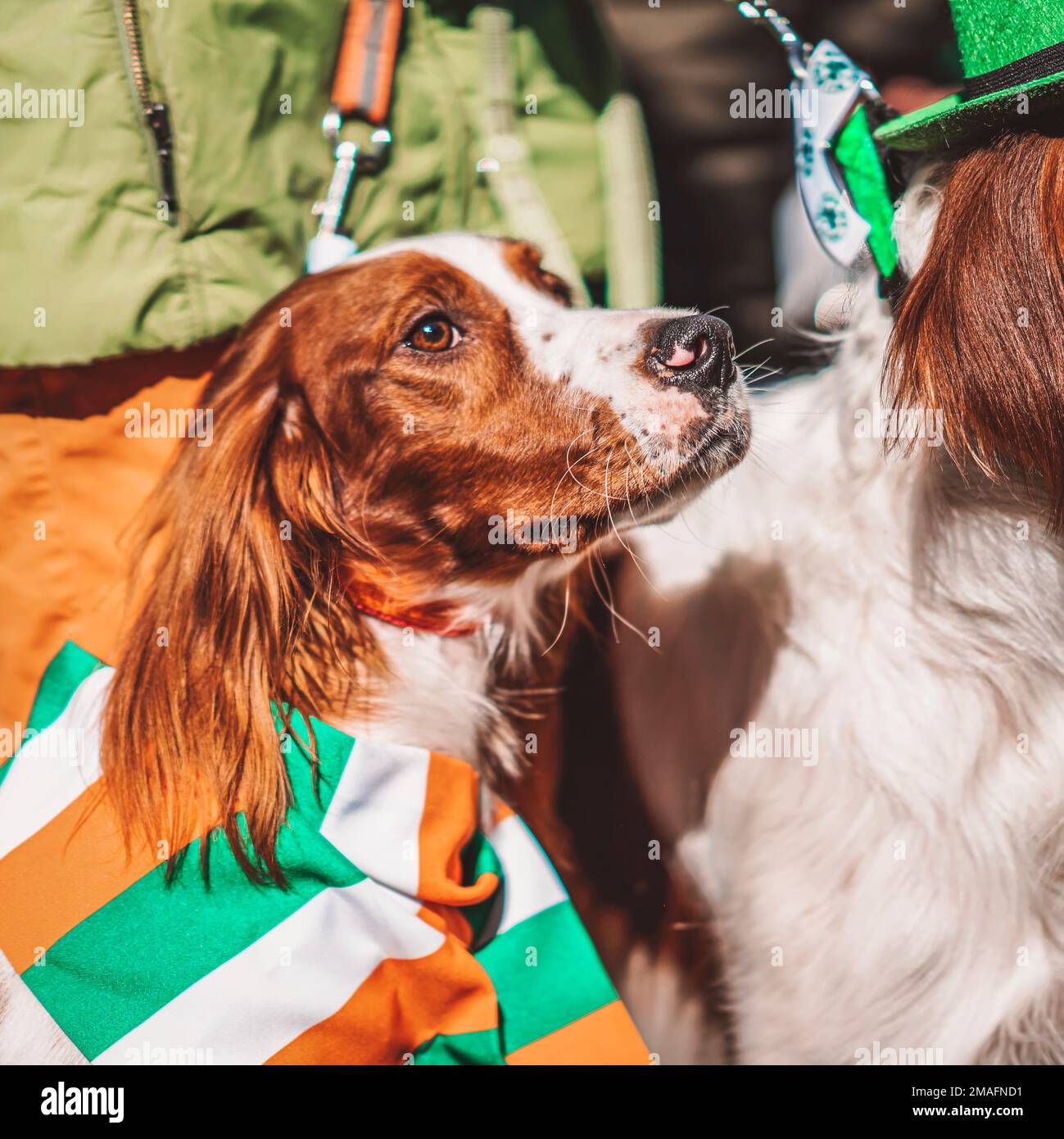 Portrait of Irish red setter at St. Patrick's Day traditional carnival ...