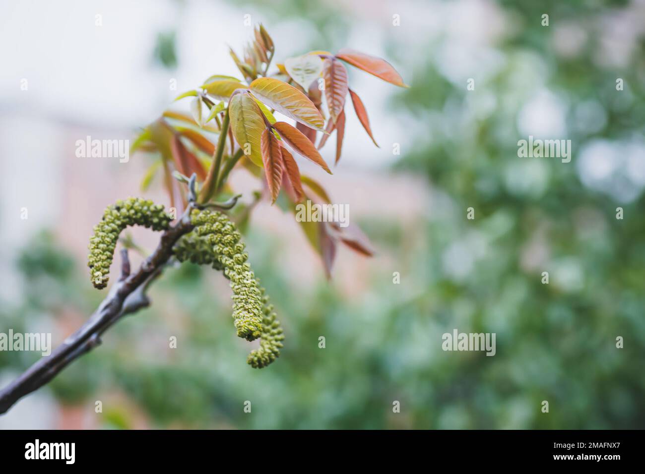 Walnut blooms. Walnuts young leaves and inflorescence on a city ...