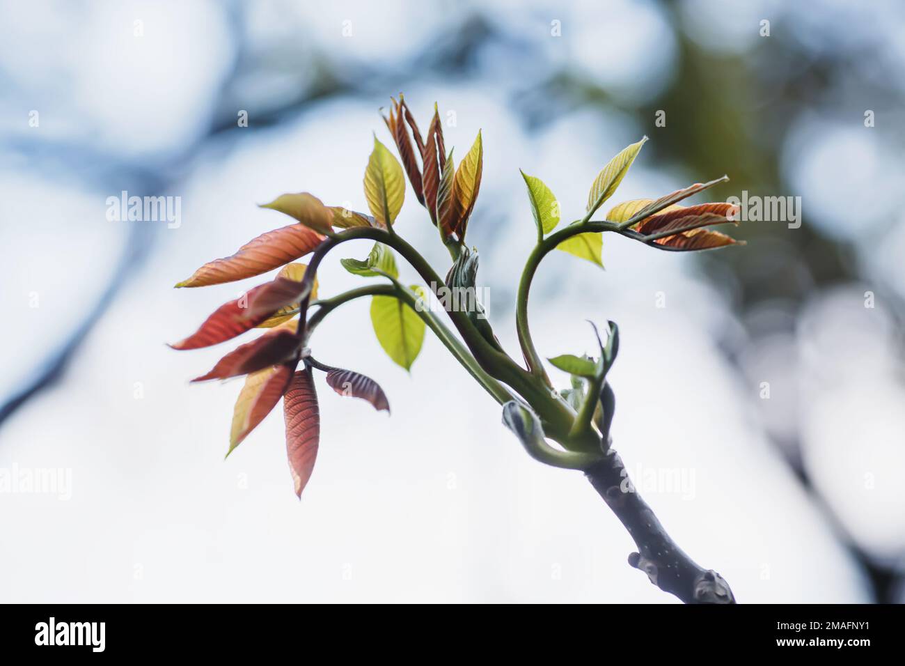 Walnut blooms. Walnuts young leaves and inflorescence on a city ...