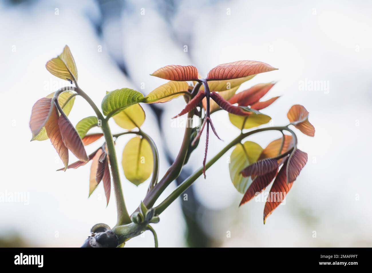 Walnut blooms. Walnuts young leaves and inflorescence on a city ...