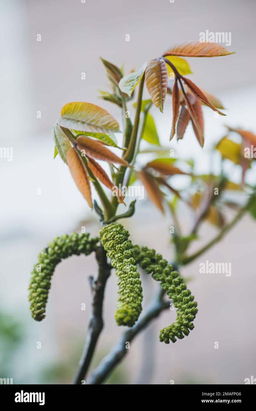 Walnut blooms. Walnuts young leaves and inflorescence on a city ...