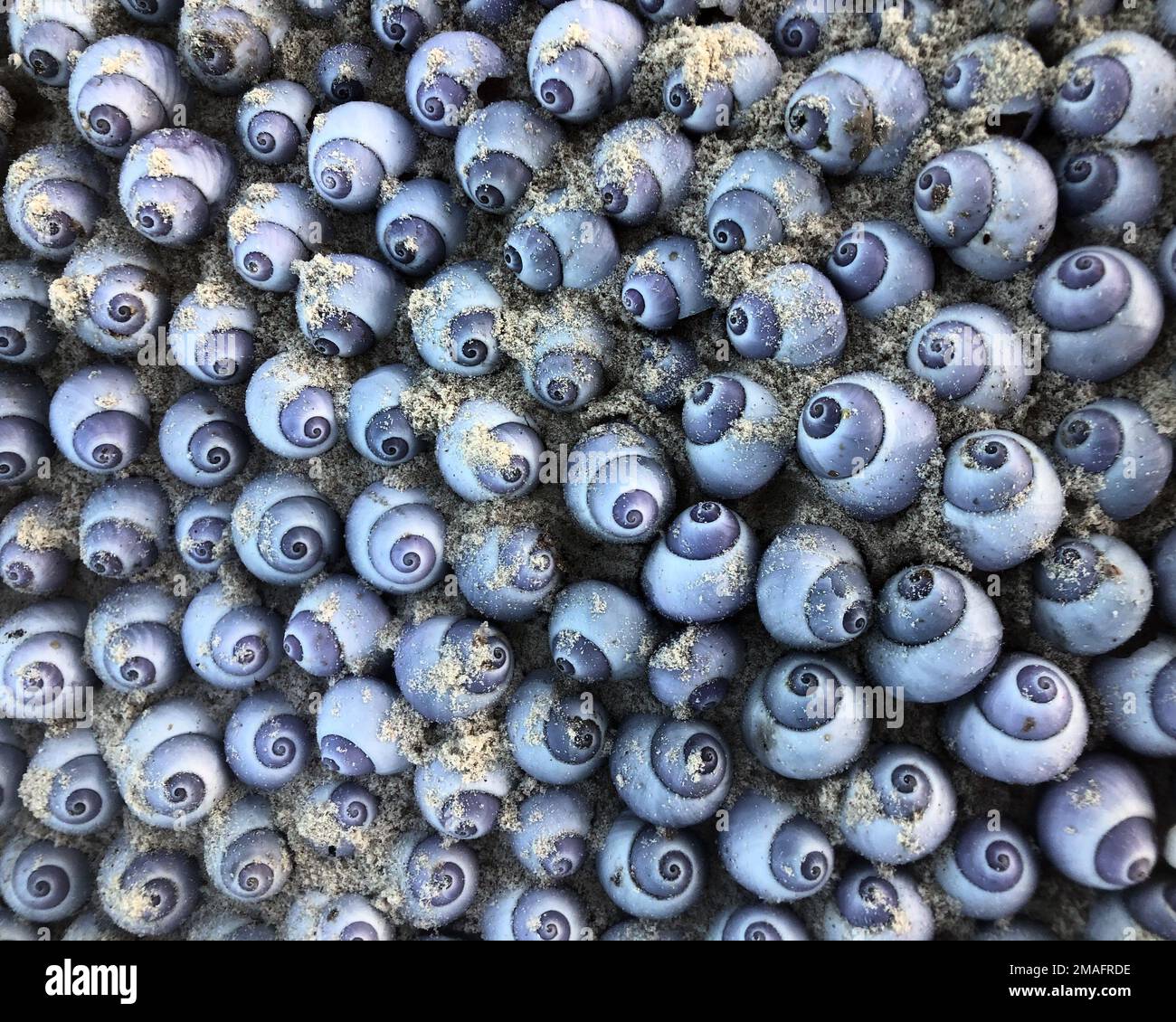 An arrangement of blue sea shells Stock Photo - Alamy