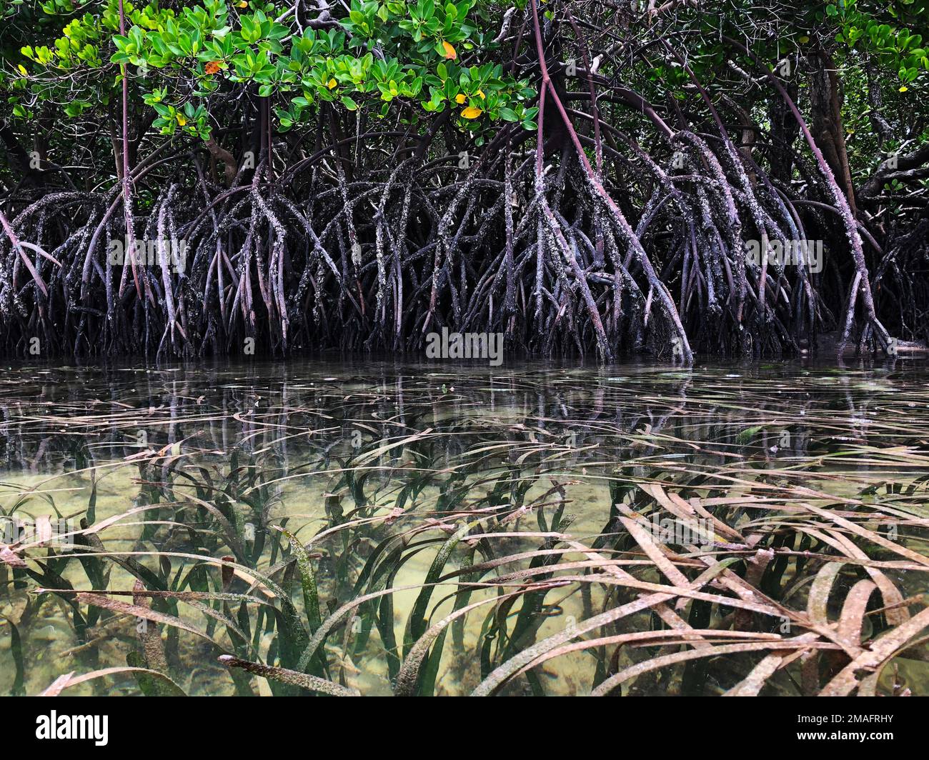 Mangrove roots grow down into the water, while sea grass reaches up to ...