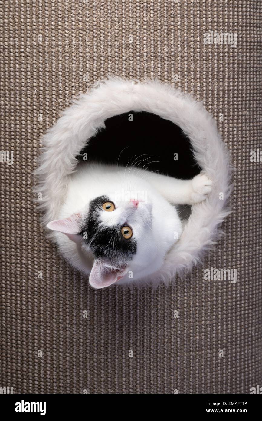 cute white black cat resting inside of sisal scratching barrel Stock ...
