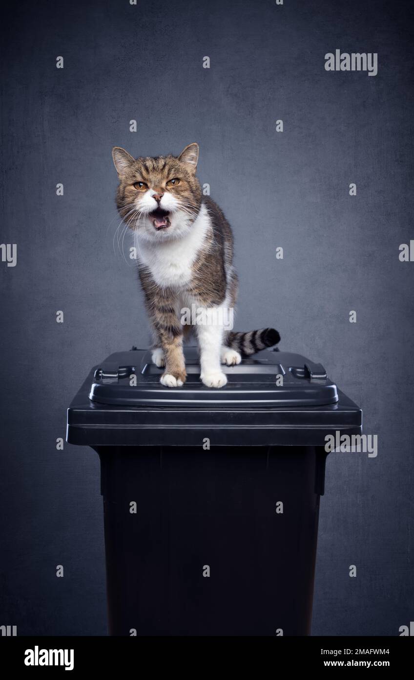 angry cat sitting on thrashcan for residual waste on gray concrete ...
