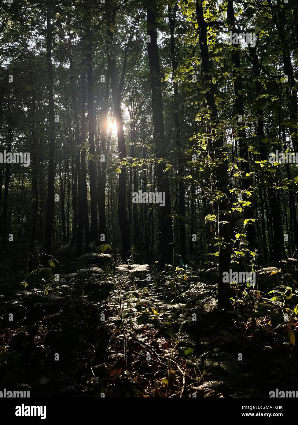 A vertical of the sun shining brightly behind the dense green trees of ...