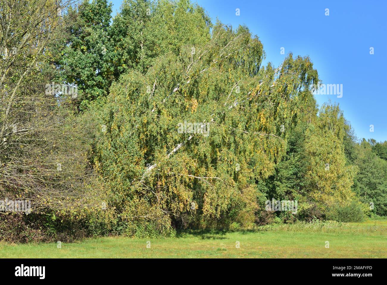 Trees in an open field among meadows on a hot summer day Stock Photo ...