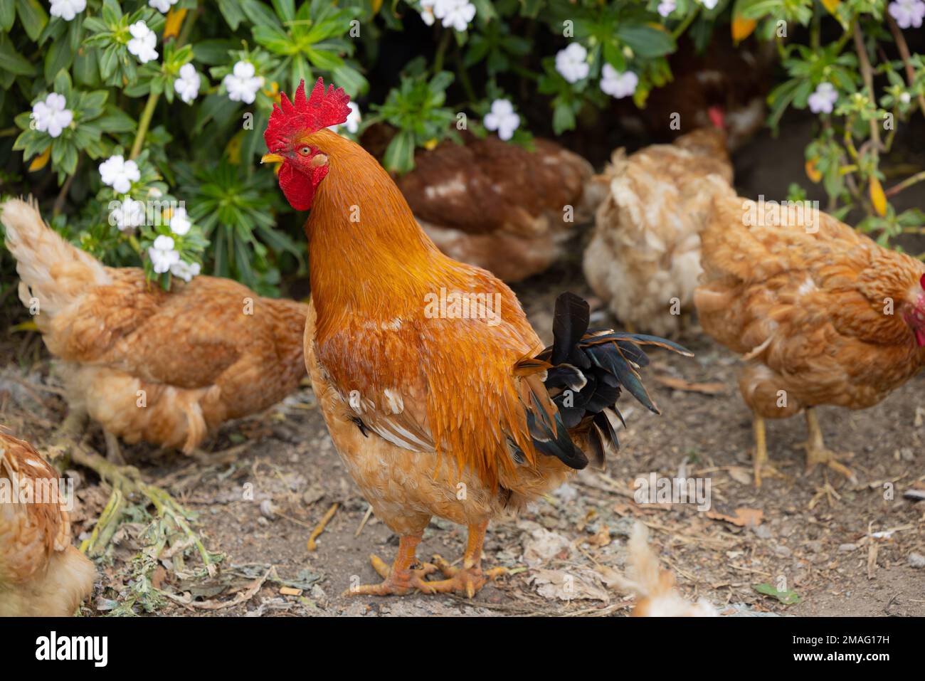 Rooster with hens in an organic farm Stock Photo - Alamy
