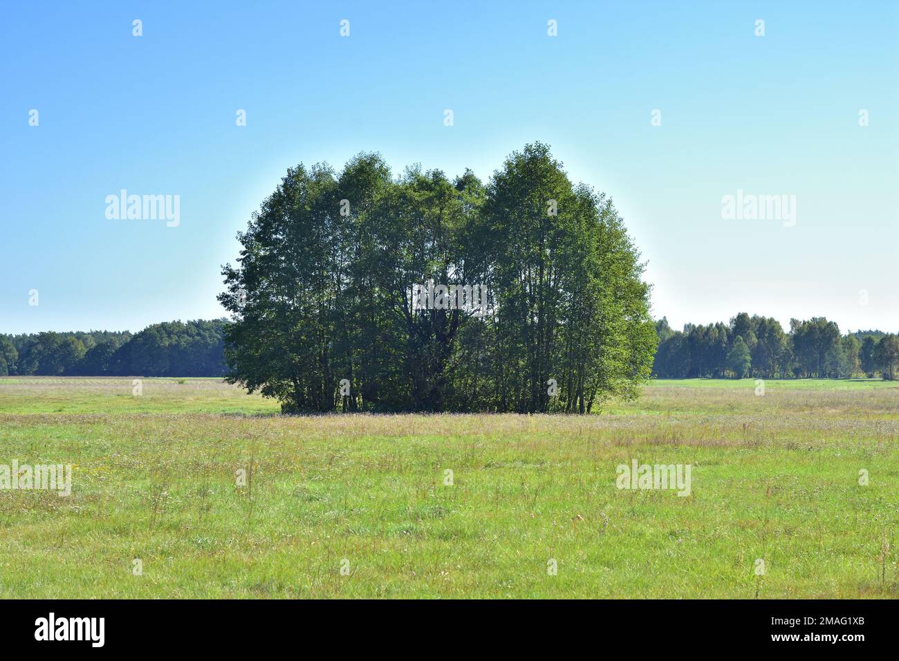 Trees in an open field among meadows on a hot summer day Stock Photo ...