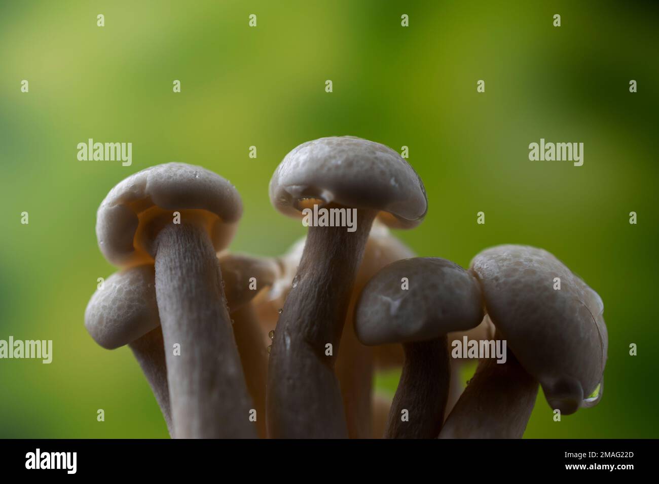 Japanese raw shimeji mushroom hi-res stock photography and images - Alamy