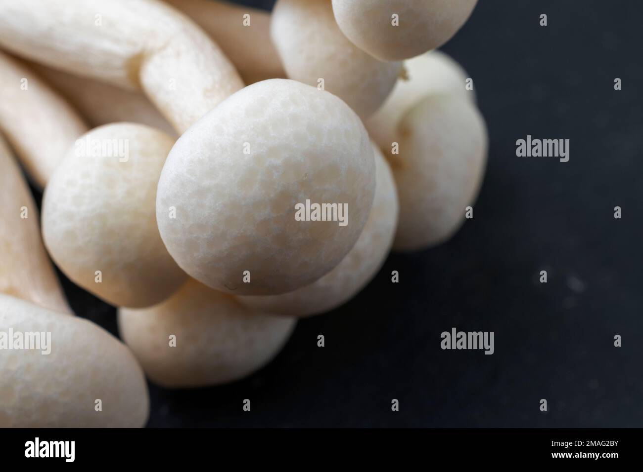 Closeup shimeji mushroom hi-res stock photography and images - Alamy