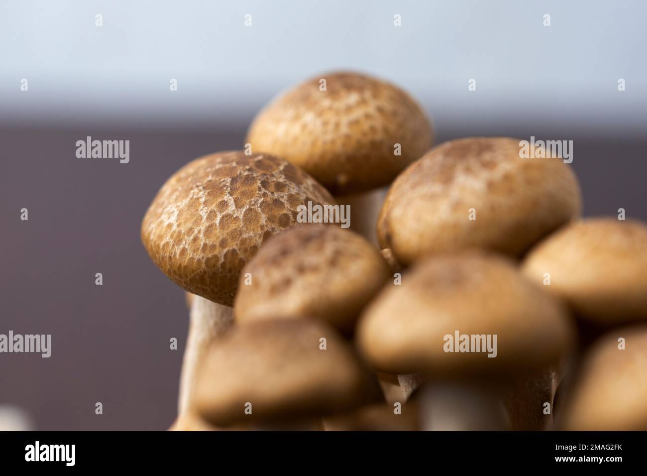 Bunapi shimeji mushrooms hi-res stock photography and images - Alamy