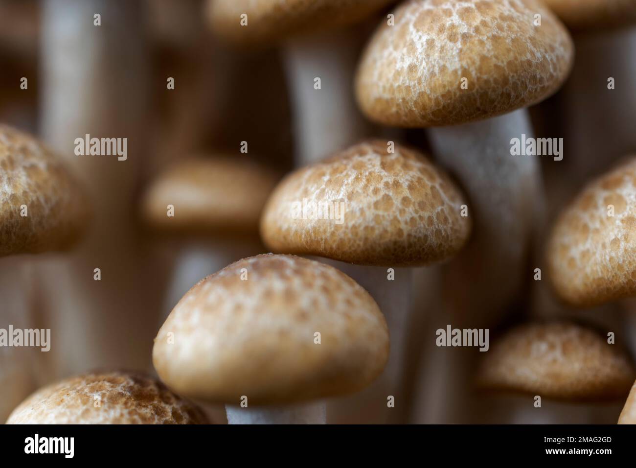 Closeup shimeji mushroom hi-res stock photography and images - Alamy